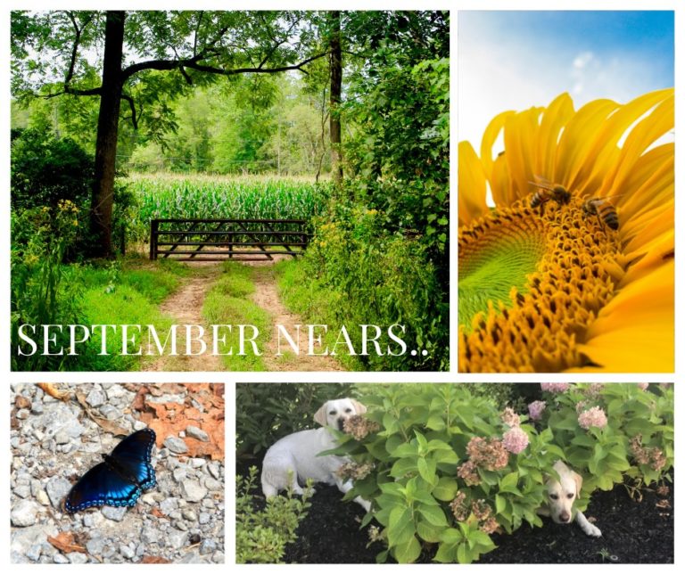 Musings: September Nears - Sharon Virts | Author