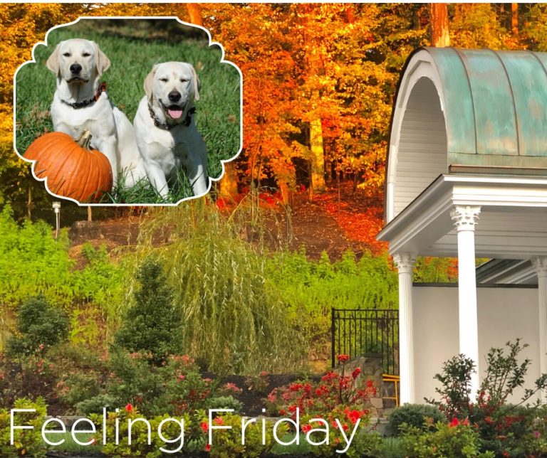 Feeling Fall - Sharon Virts | Author